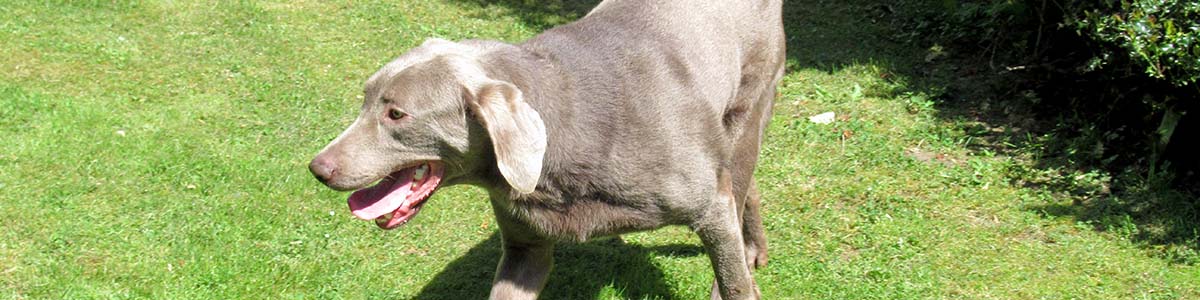 lab-header - Kendon Kennels